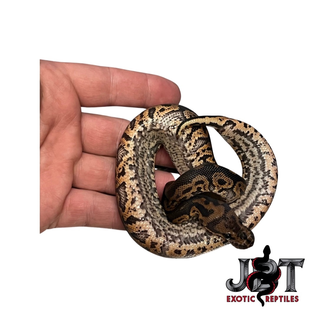 (Read Description)Black Pastel Acid Spotnose Clown (Blind Eye) Ball ...