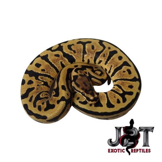 Spotnose Acid Het Clown Ball Python by Jbt Exotic Reptiles