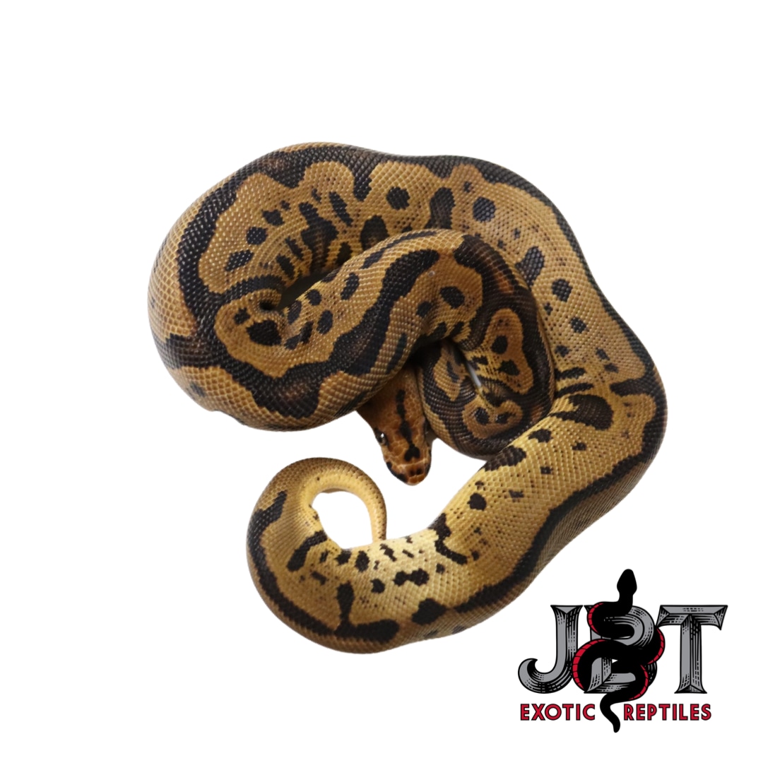 Leopard Acid Clown Ball Python by Jbt Exotic Reptiles - MorphMarket