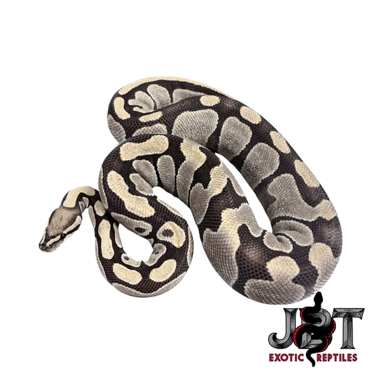 Desert Ghost Ball Python by Jbt Exotic Reptiles