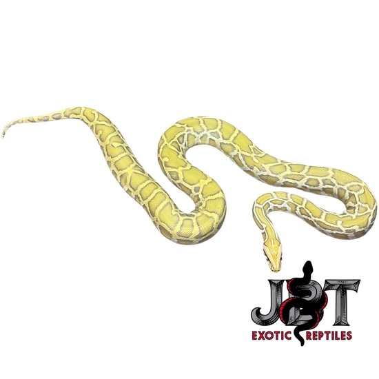 Caramel Burmese Python by Jbt Exotic Reptiles