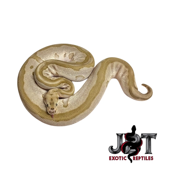 Black Pastel Leo Lesser Clown Ball Python by Jbt Exotic Reptiles