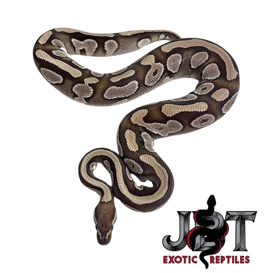 Mojave Het Puzzle Ball Python by Jbt Exotic Reptiles