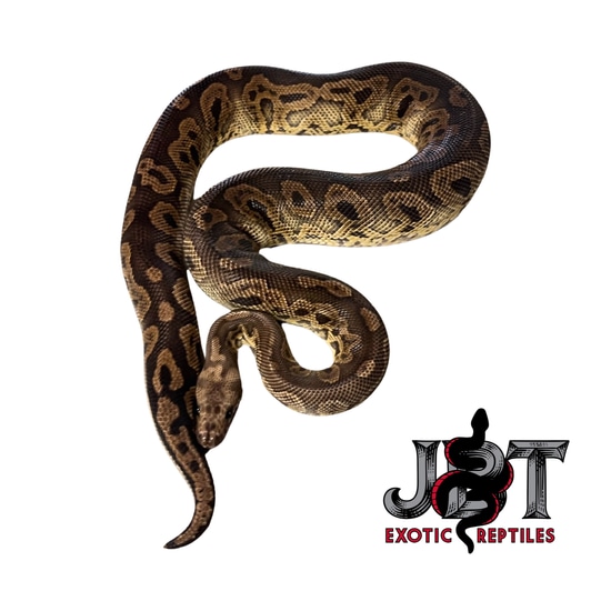 Black Acid Clown Ball Python by Jbt Exotic Reptiles