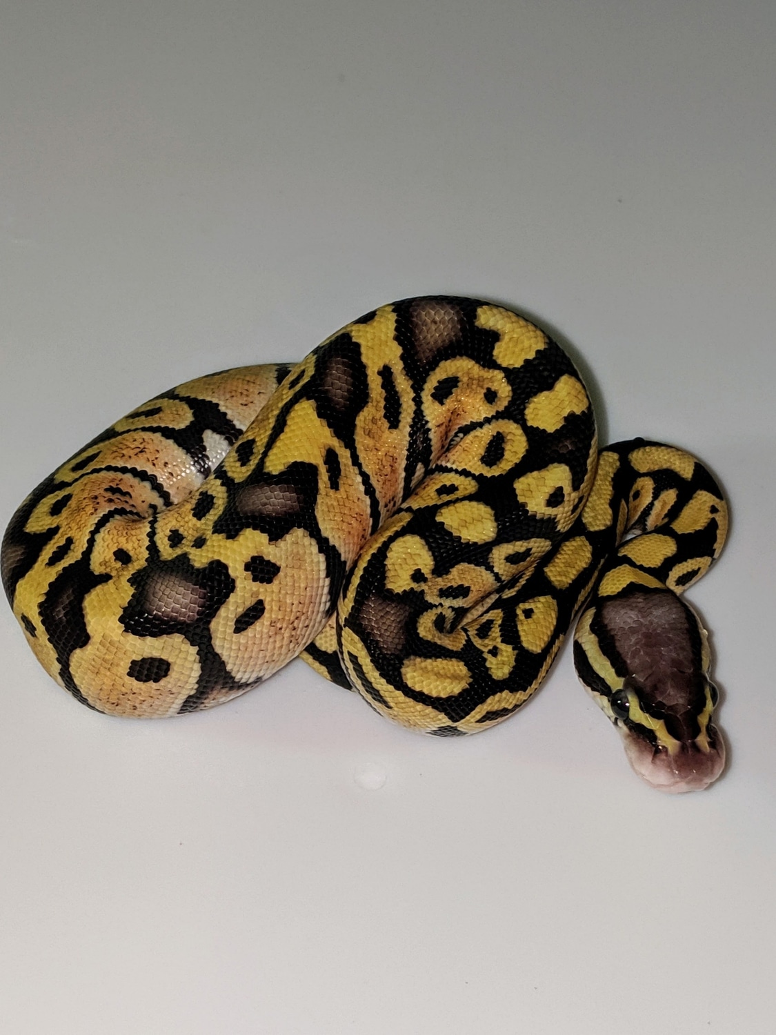Pastel Vanilla 100% Het Orange Ghost Ball Python by Against All Odds ...