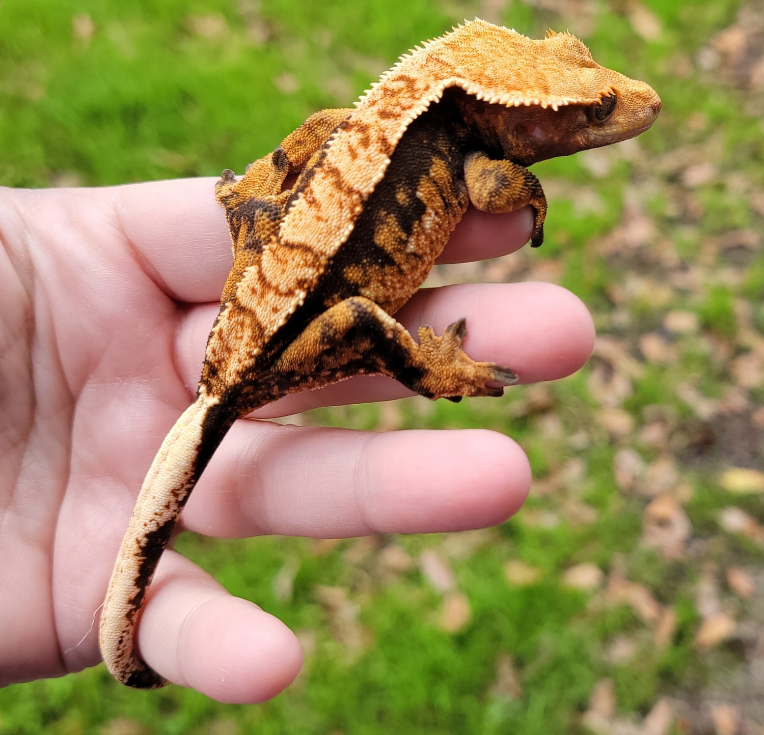 Tri Color Crested Gecko by J&H Exotics - MorphMarket