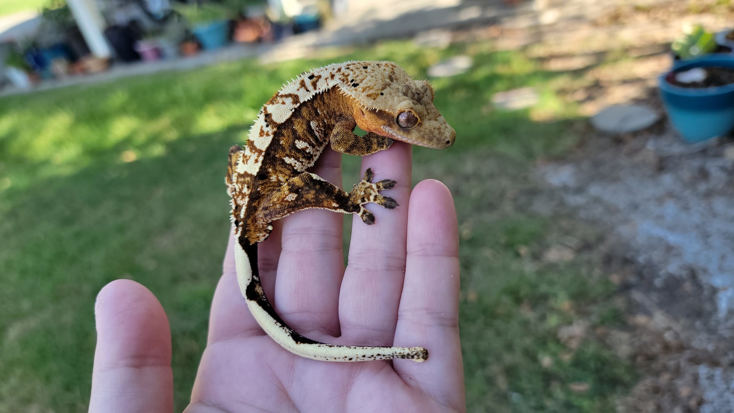 Tiger/ Brindlequin Crested Gecko by J&H Exotics - MorphMarket