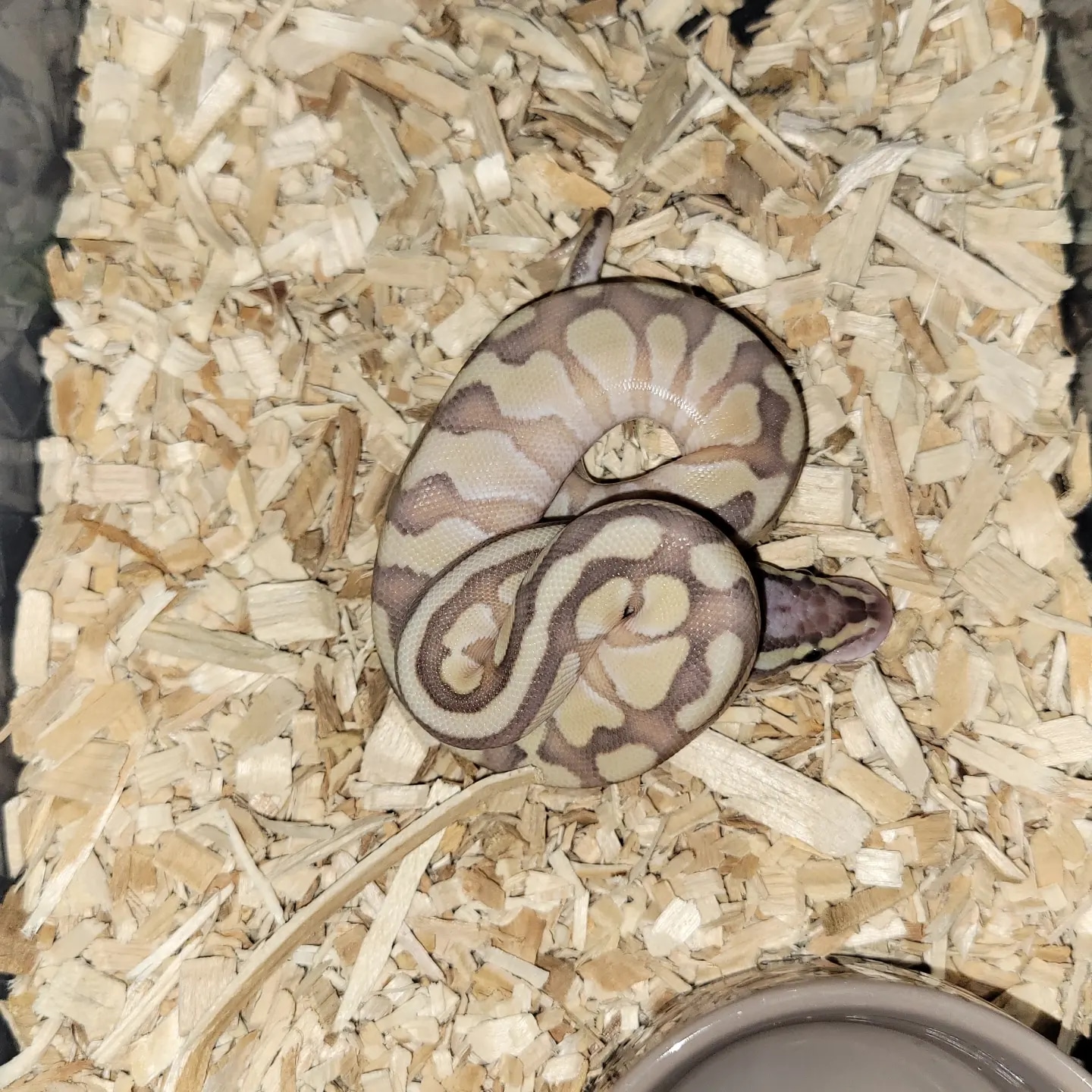 2021 Late Season Baby Ball Python by Cold blooded muscle - MorphMarket