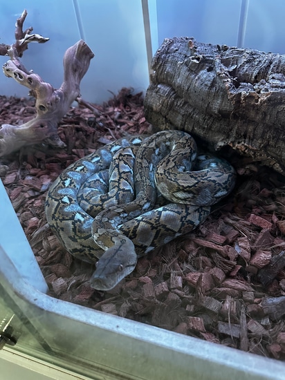 87.5% Superdwarf Adult Female Reticulated Python by JH Reptiles