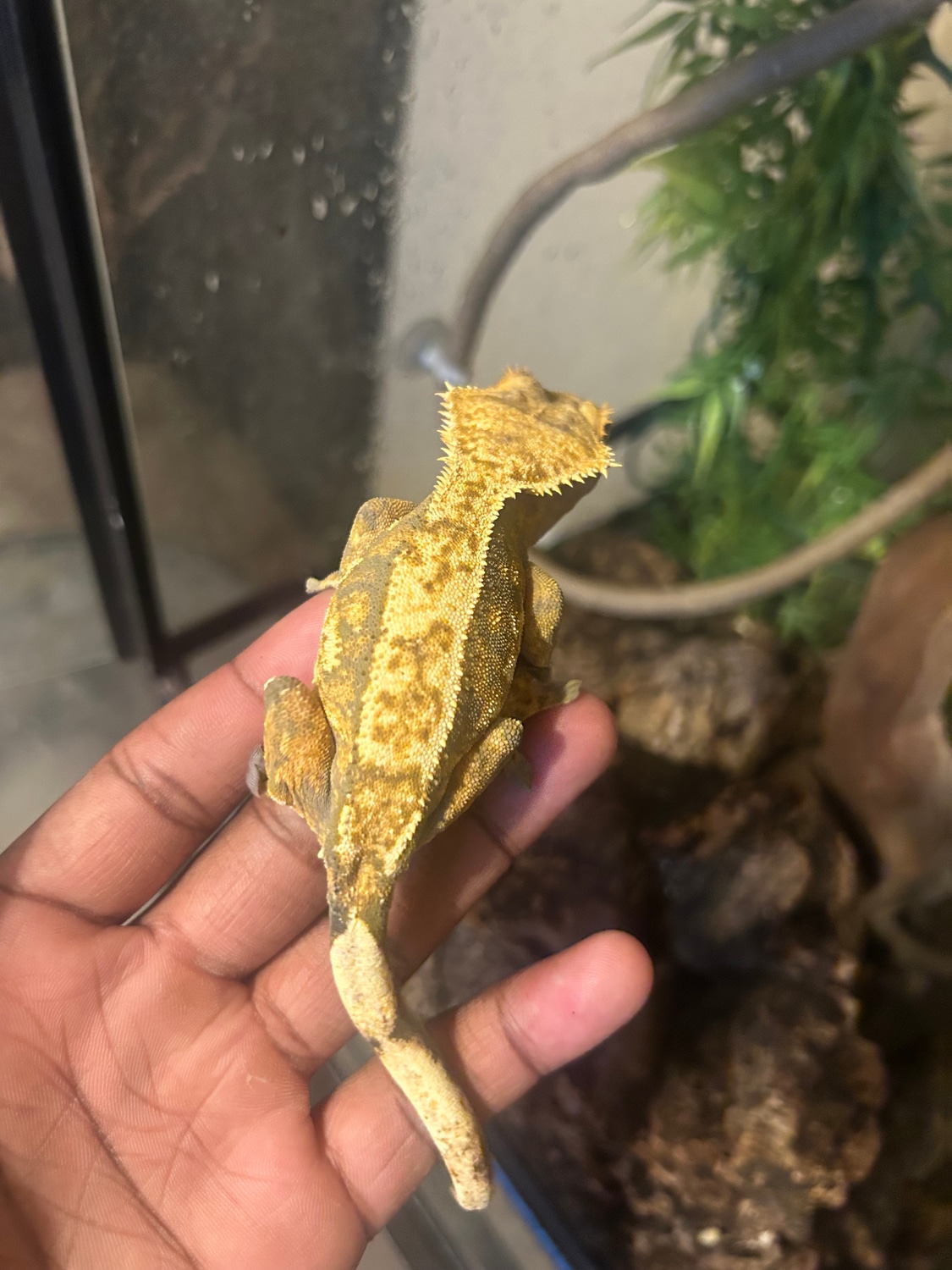 JH Exotics's Collection - MorphMarket