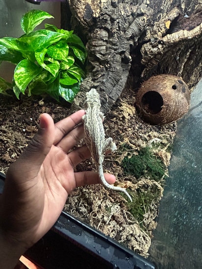 Proven White Male Garg Gargoyle Gecko by JH Exotics