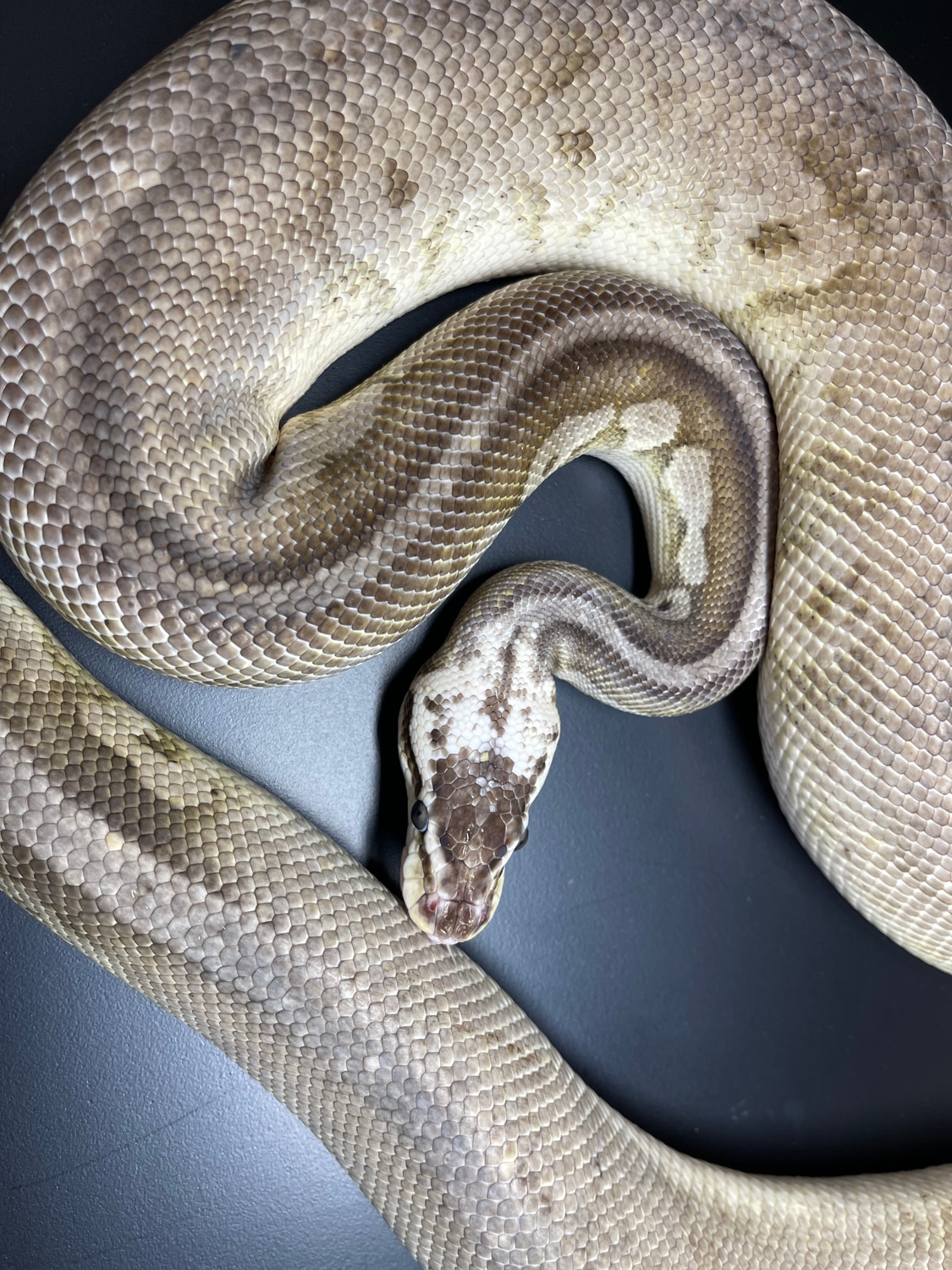 Super Pastel Cinnamon Spector Fader Ball Python by Hirsch Captive Bred ...