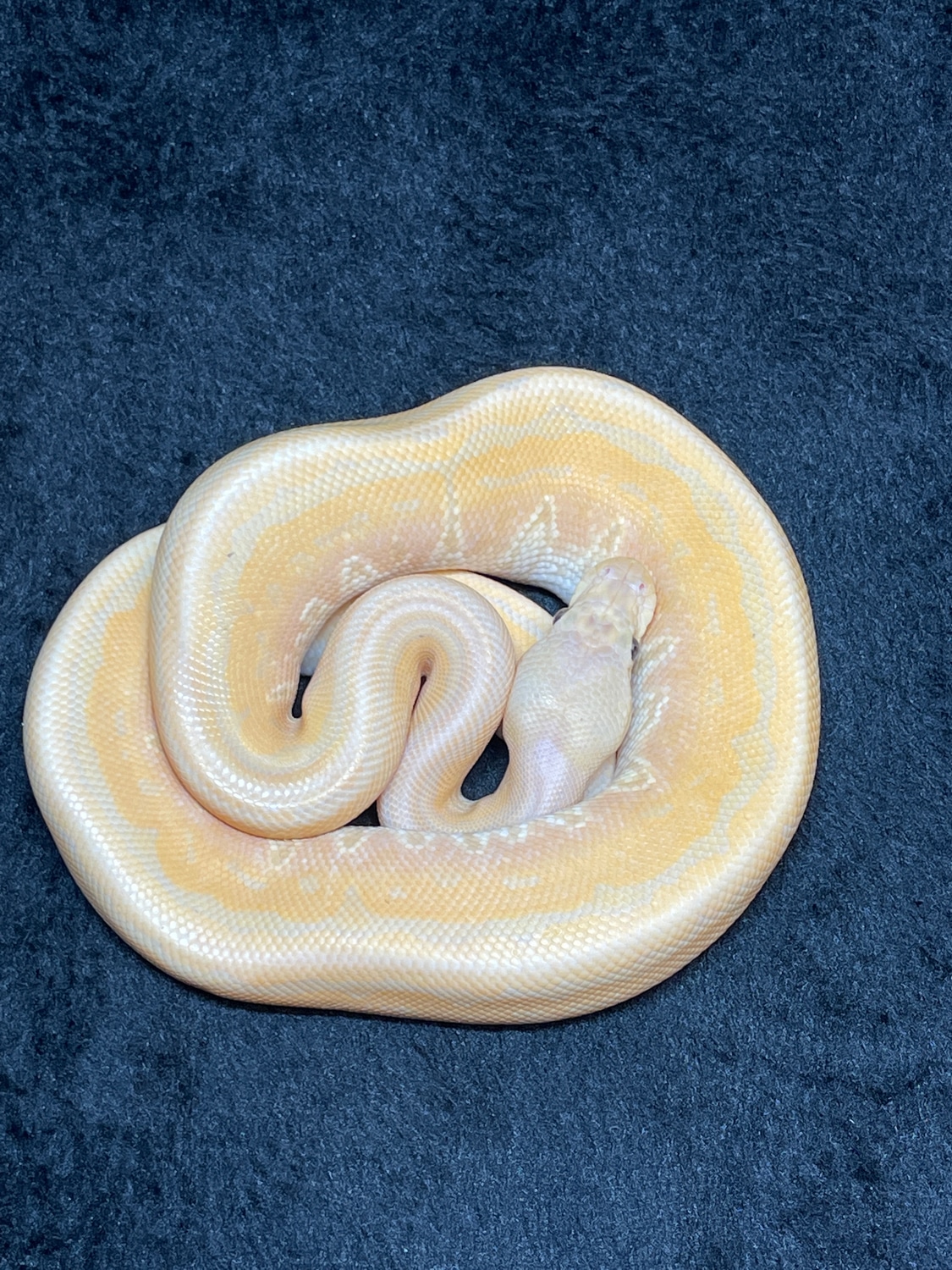 Banana Cinnamon Pinstripe Poss Enchi Het Clown Ball Python by Hirsch ...