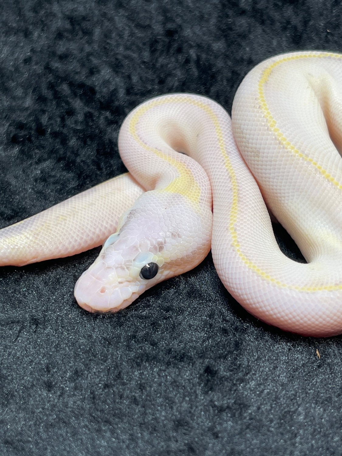 Pastel Ivory Ball Python by Hirsch Captive Bred Ball Pythons - MorphMarket