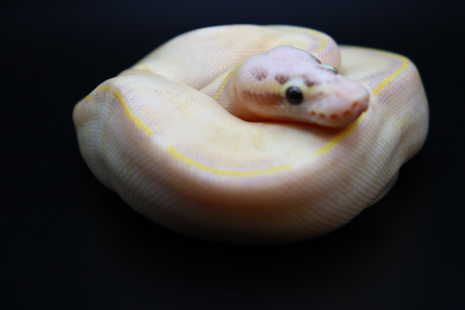 Pastel Ivory Ball Python by Hirsch Captive Bred Ball Pythons - MorphMarket