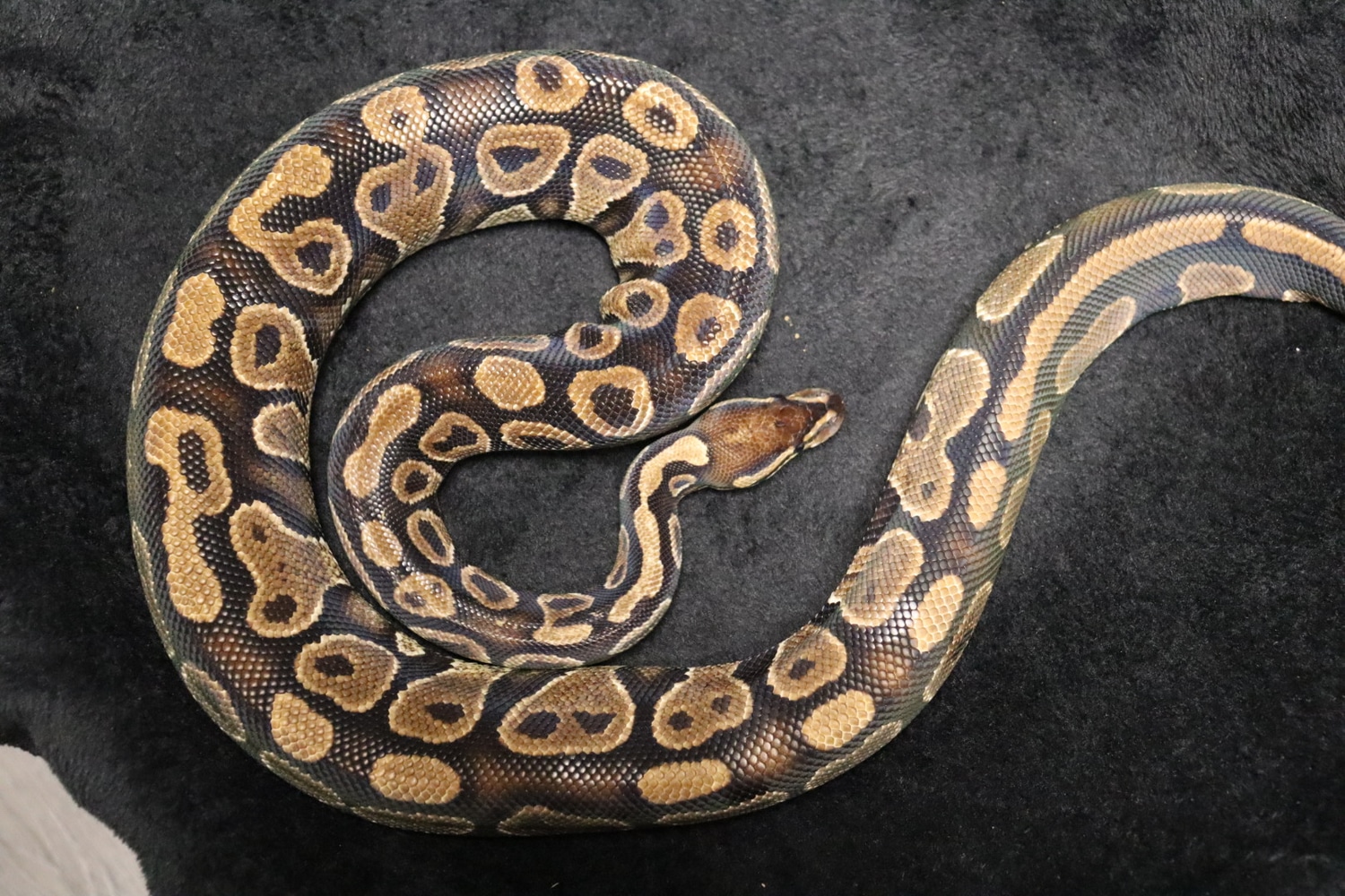 Proven Yellowbelly Ball Python by Hirsch Captive Bred Ball Pythons ...