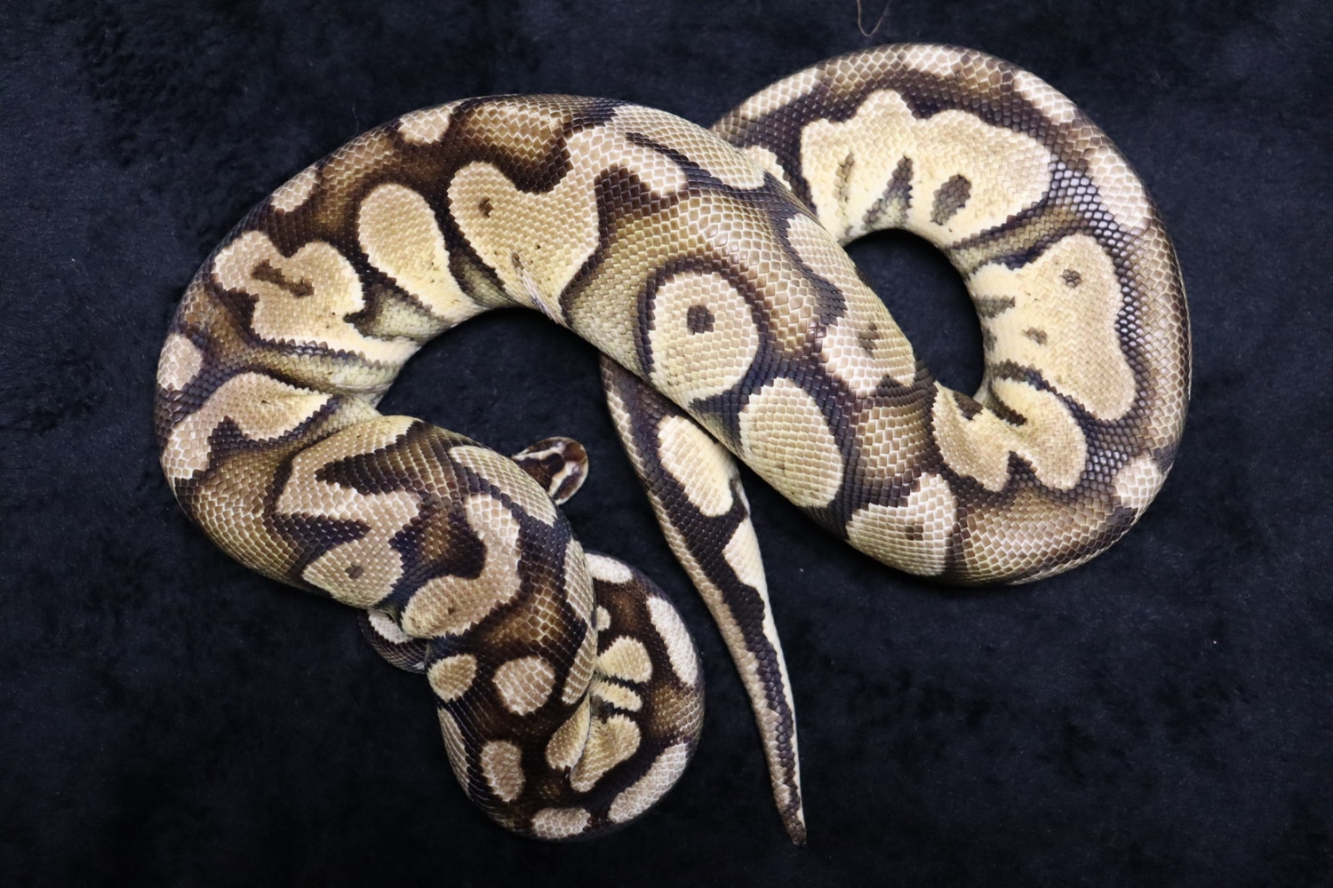 Proven Pastel Yellowbelly Ball Python by Hirsch Captive Bred Ball ...