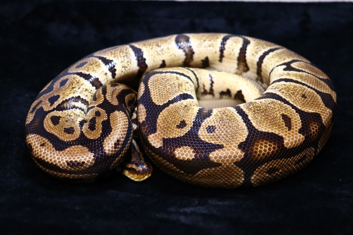 Pastel Ball Python by Hirsch Captive Bred Ball Pythons - MorphMarket