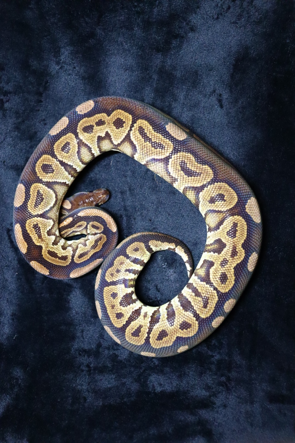 Cinnamon Ball Python by Hirsch Captive Bred Ball Pythons - MorphMarket
