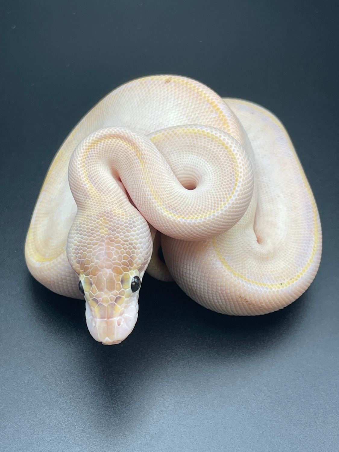 Ivory Ball Python by Hirsch Captive Bred Ball Pythons - MorphMarket