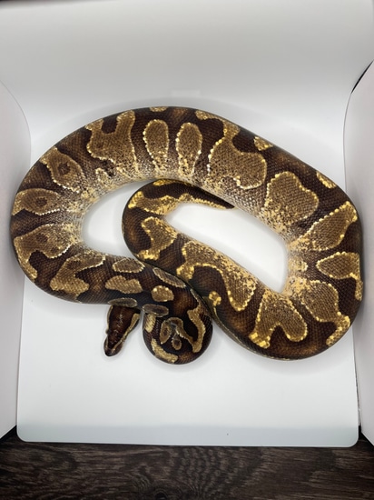 Enchi Yellowbelly Ball Python by Hirsch Captive Bred Ball Pythons