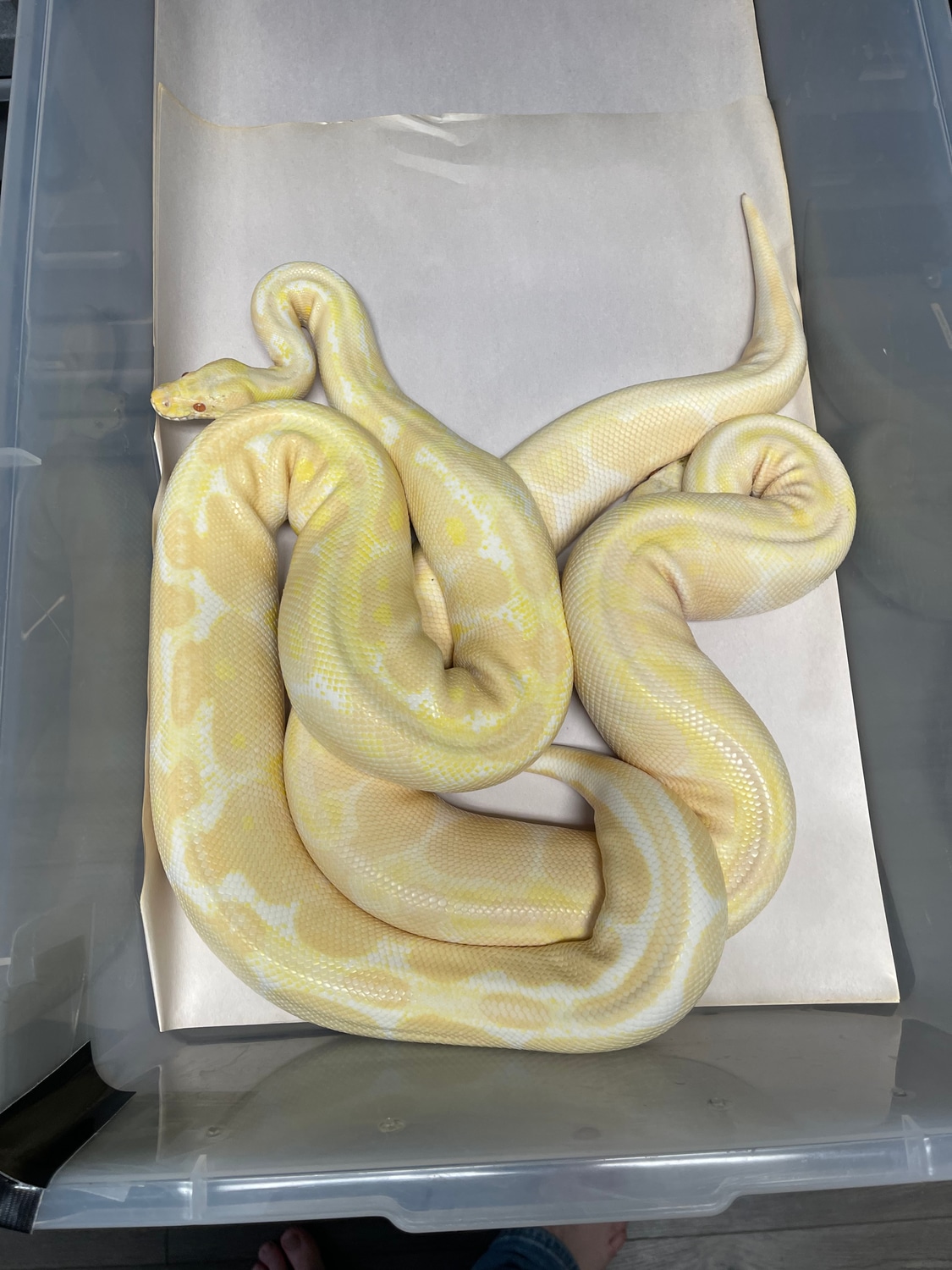 Pair Of Albino Het Genetic Stripe Ball Python by Hirsch Captive Bred Ball Pythons - MorphMarket