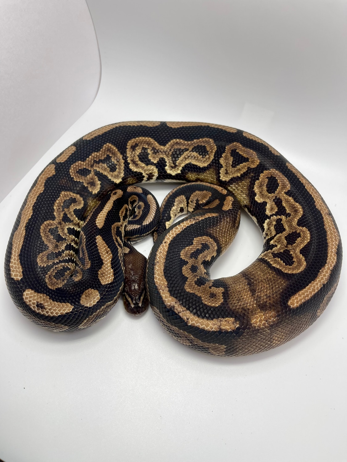 Black Pastel Het Pied Ball Python by Hirsch Captive Bred Ball Pythons ...