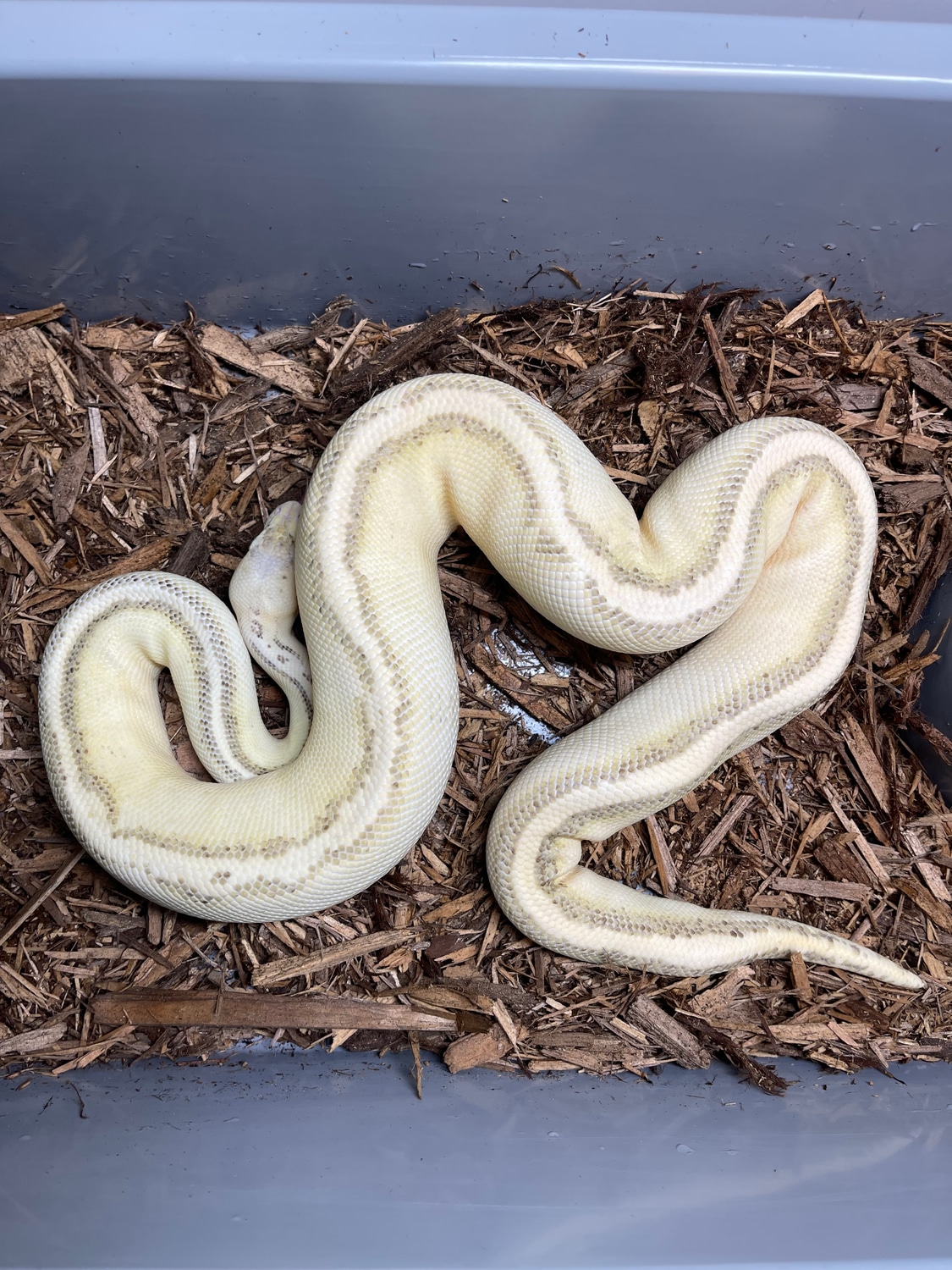 Pastel Highway Ball Python by Hirsch Captive Bred Ball Pythons ...