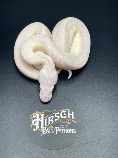 Lesser/Mojave Blue Eyed Lucy Ball Python by Hirsch Captive Bred Ball ...