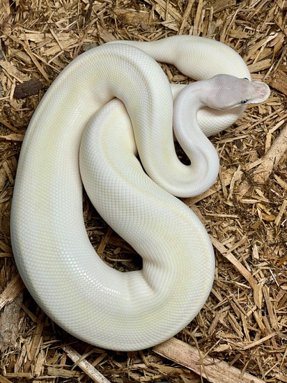 Super Mojave Ball Python by Hirsch Captive Bred Ball Pythons