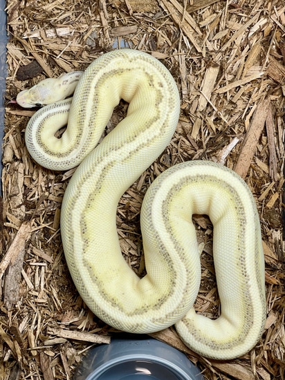 Pastel Highway Ball Python by Hirsch Captive Bred Ball Pythons