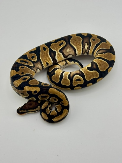 Normal Het Clown Het Pied Ball Python by Hirsch Captive Bred Ball Pythons