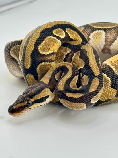Het Clown Het Pied Ball Python by Hirsch Captive Bred Ball Pythons