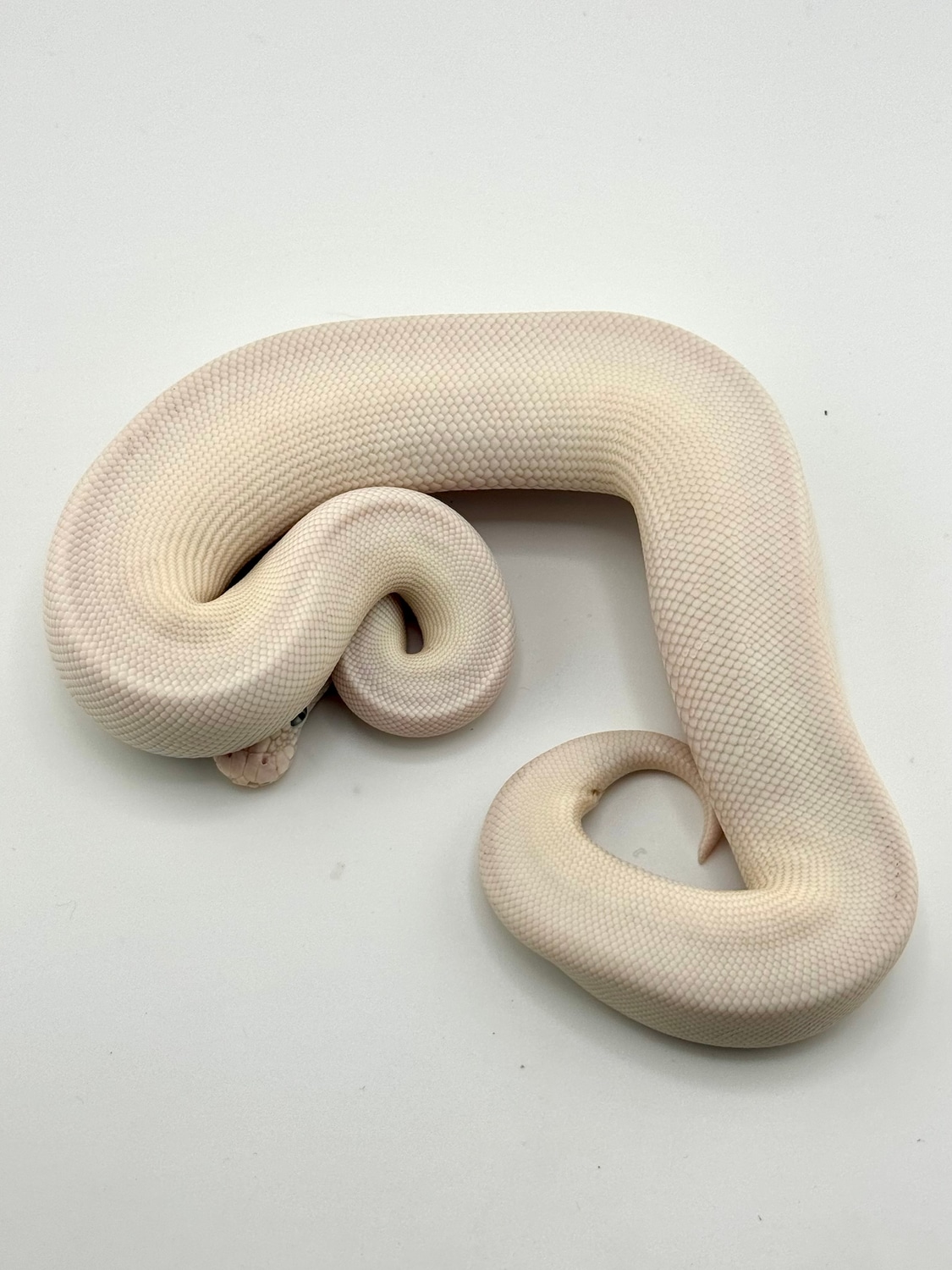 Hirsch Captive Bred Ball Pythons's Collection - MorphMarket