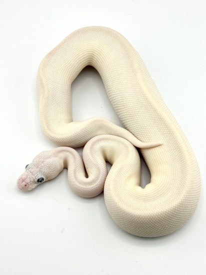 Super Lesser Ball Python by Hirsch Captive Bred Reptiles
