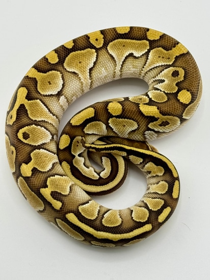 Lesser Ball Python by Hirsch Captive Bred Ball Pythons