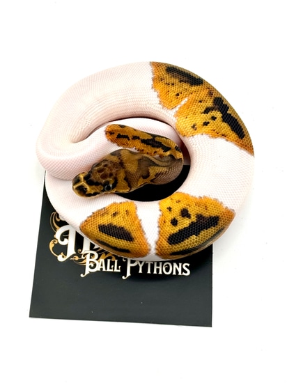 Clown Pied Trio! Ball Python by Hirsch Captive Bred Ball Pythons