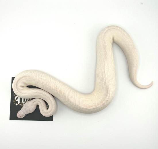 Blue Eyed Lucy Mojave/Lesser Ball Python by Hirsch Captive Bred Ball ...