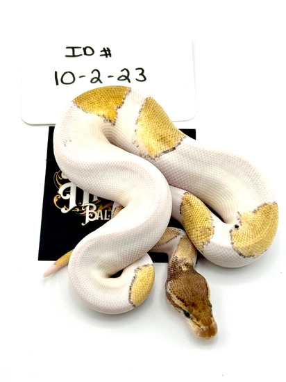 Pastave Pied Het Clown Ball Python by Hirsch Captive Bred Ball Pythons