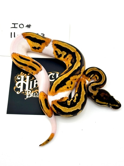 Pied Het Clown Ball Python by Hirsch Captive Bred Ball Pythons