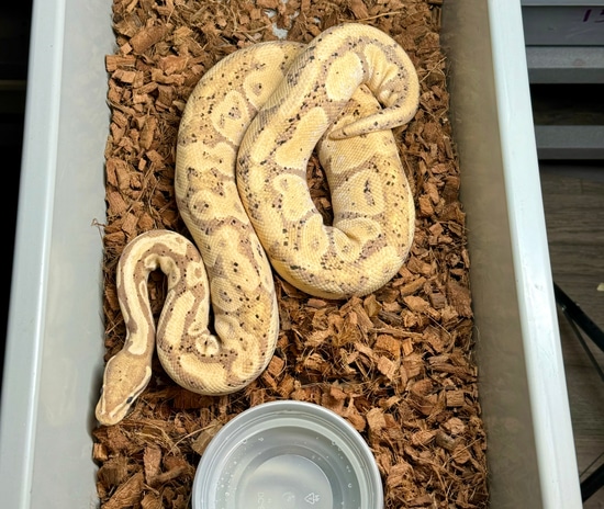 RTB Banana Ball Python by Hirsch Ball Pythons/RVA DRAGONS