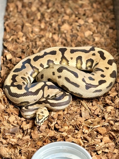 Proven Fire Leopard Spotnose Het Clown Ball Python by Hirsch Captive ...
