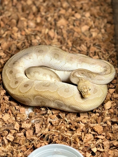 Pastave Clown Het Pied Ball Python by Hirsch Captive Bred Ball Pythons