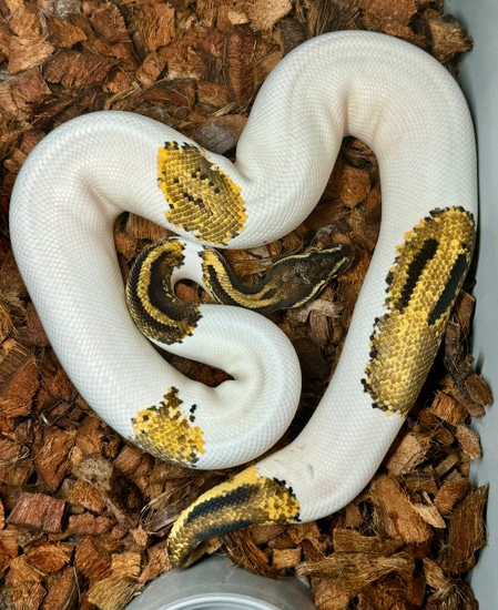 Pastel Leopard Yellowbelly Pied Ball Python by Hirsch Captive Bred Ball Pythons