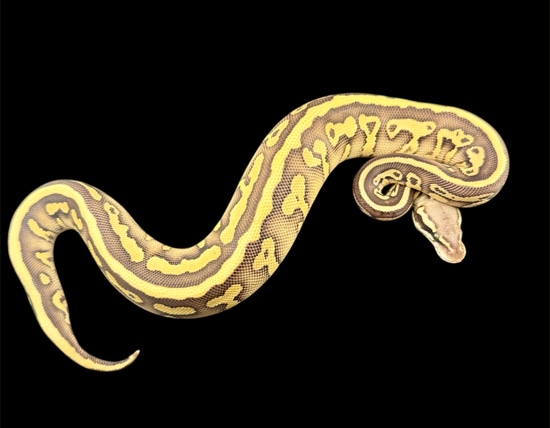 Pastel Leopard Lesser Ball Python by Hirsch Ball Pythons/RVA DRAGONS