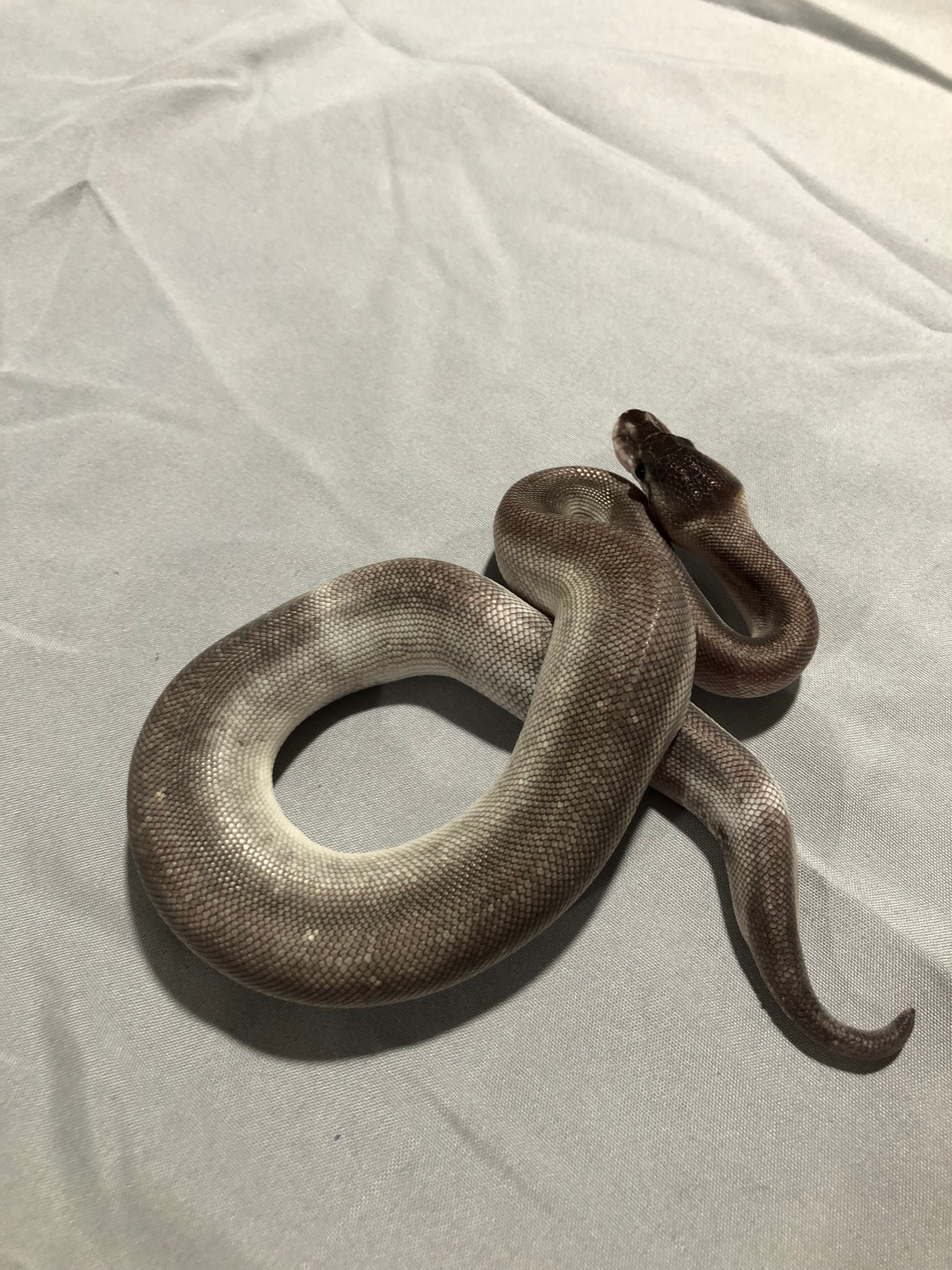 Super Cinnamon Fire Ball Python by Just Hogs - MorphMarket