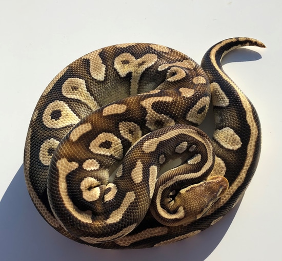 RTB Phantom Pastel (Mystic ??) Ball Python by Just Hogs