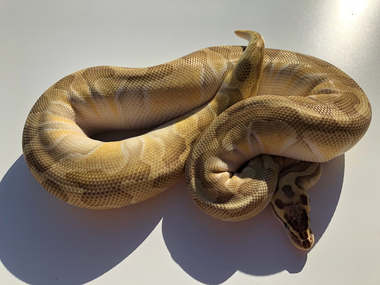 Butter Pastel Enchi Het Clown Ball Python by Just Hogs - MorphMarket