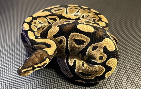 DH Monsoon Clown Ball Python by Just Hogs