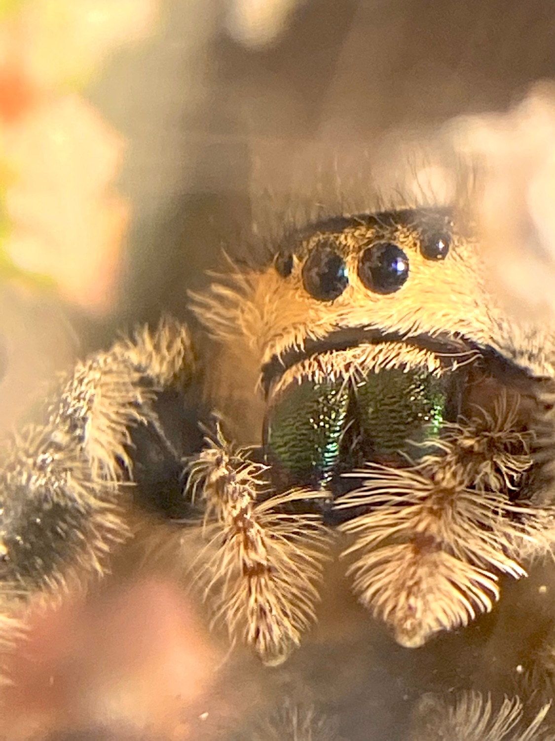 Web Candy LLC's Collection - MorphMarket